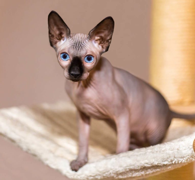 What Cats are Hypoallergenic in Cincinnati, OH? | Carey Animal Hospital