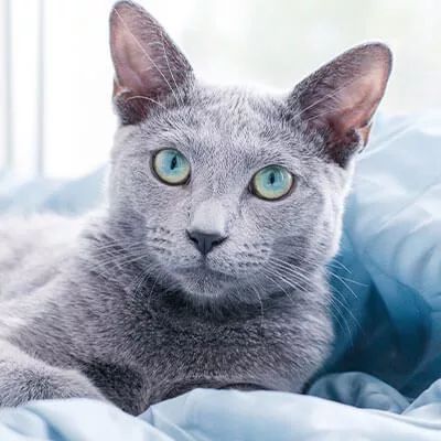 What Cats are Hypoallergenic in Cincinnati, OH? | Carey Animal Hospital