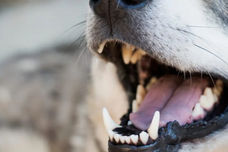 7 Benefits of Dog Teeth Cleaning and the Difference it Makes for Your ...