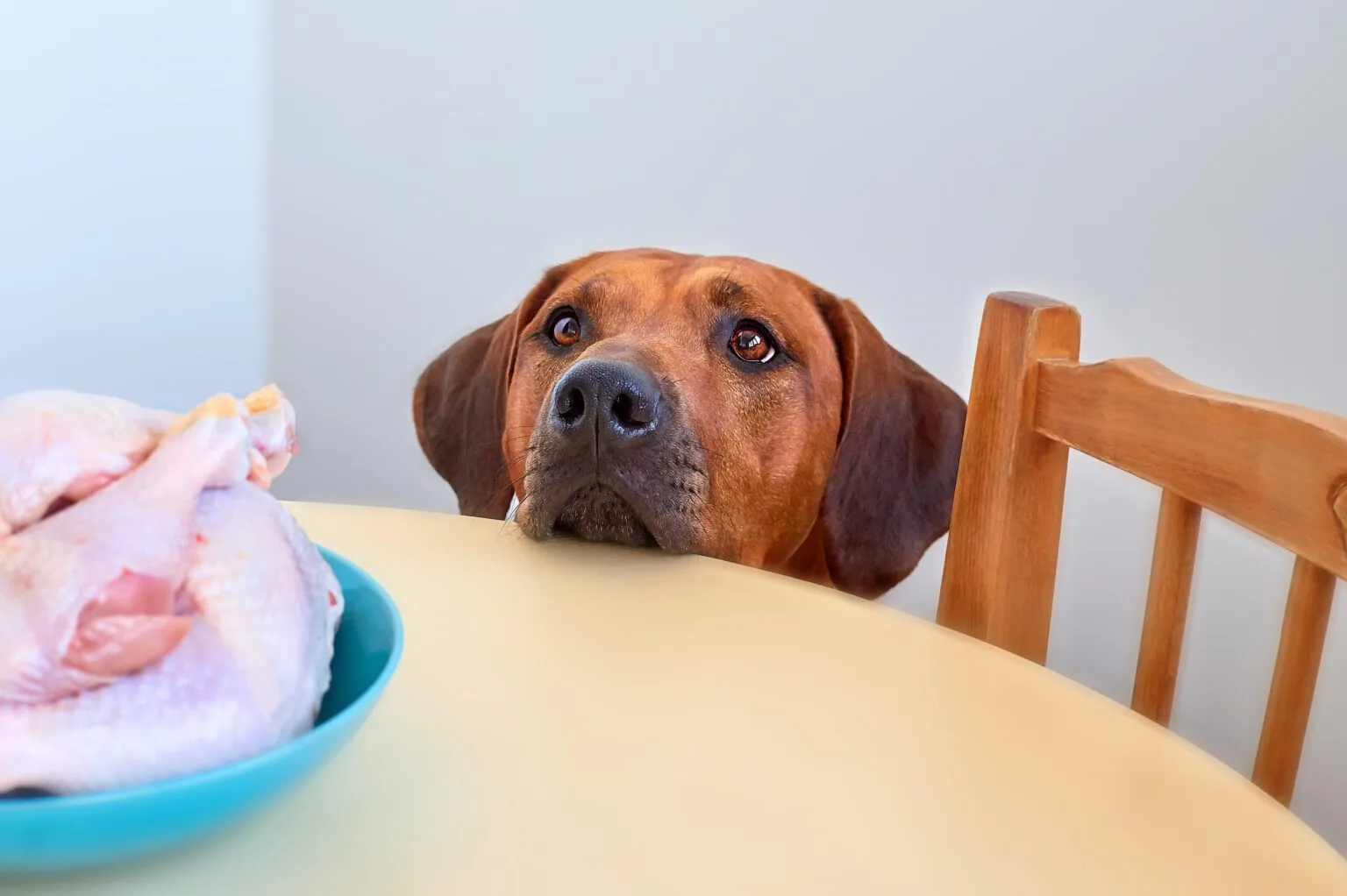 Is it Safe for Dogs to Eat Turkey? - Carey Animal Hospital